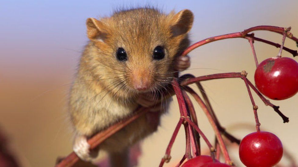 Forest of Dean: Mini rope bridges built to help hazel dormice - BBC ...