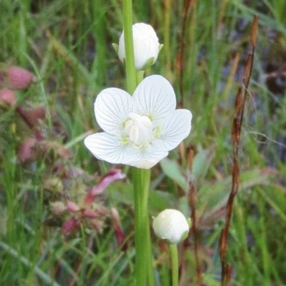 Lye Valley's SSSI protected sites and plants 'under threat' - BBC News