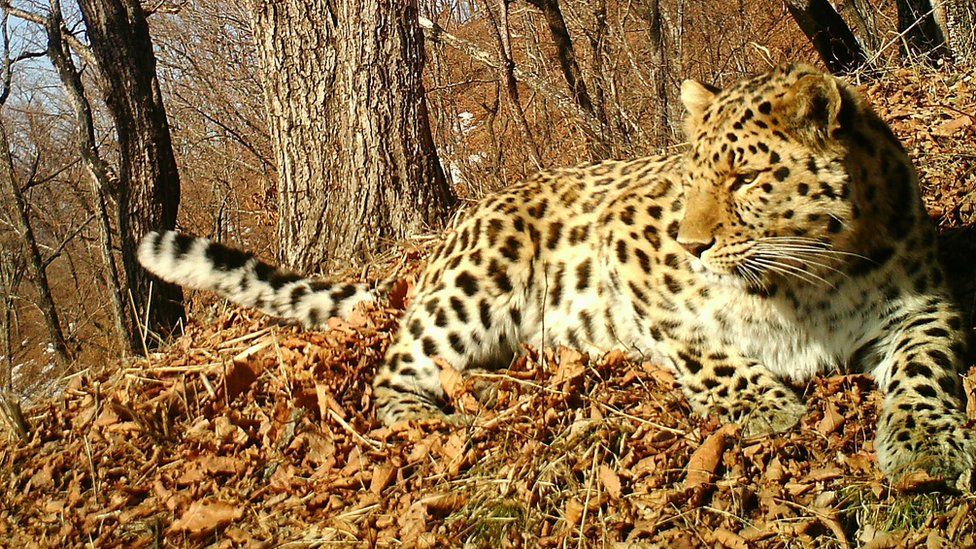 Rare animals have been caught all over the world on special hidden ...