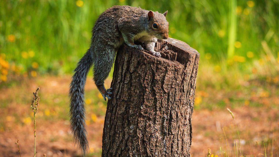 Lluniau: Bywyd gwyllt Caerdydd a'r Fro - BBC Cymru Fyw