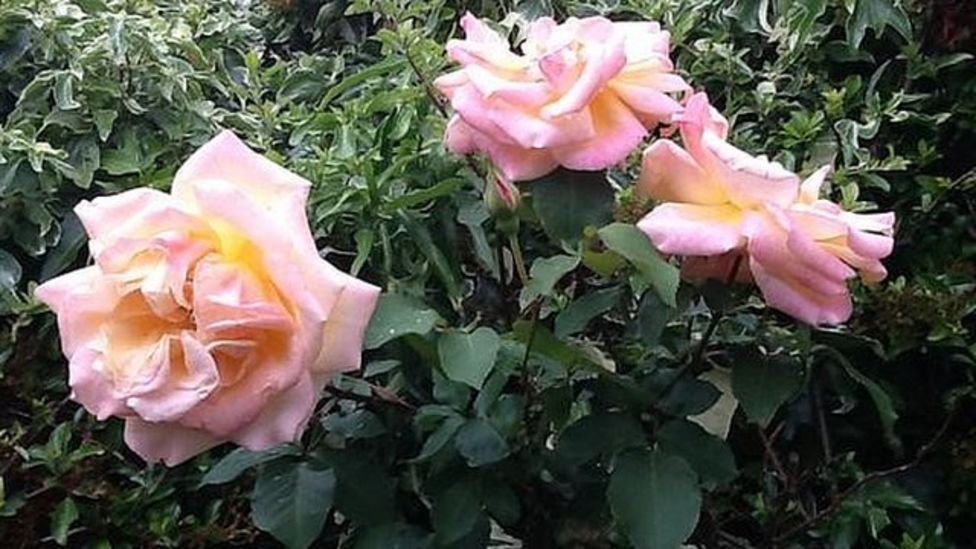 'Extinct' rose discovered in garden hedge in Gloucester - BBC News