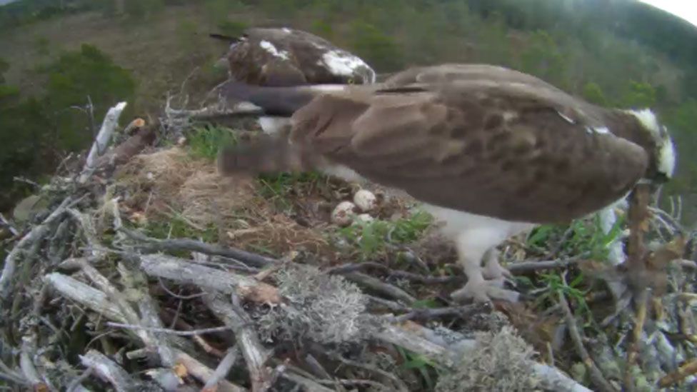 Osprey chick at RSPB Scotland's Loch Garten reserve - BBC News