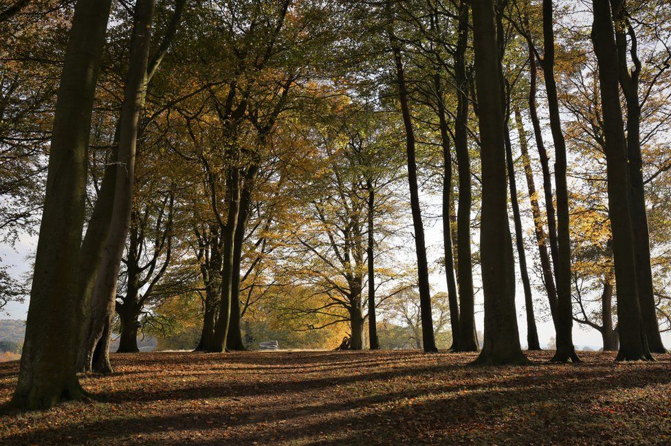 England's Big Picture: 5 - 11 November - BBC News