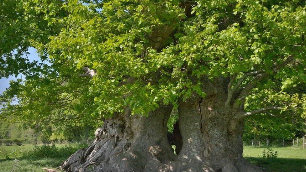 Woodland Trust 2022 Tree of the Year contenders revealed - BBC News