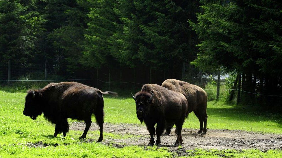 UK Wildlife: European bison are coming to the UK - BBC Newsround