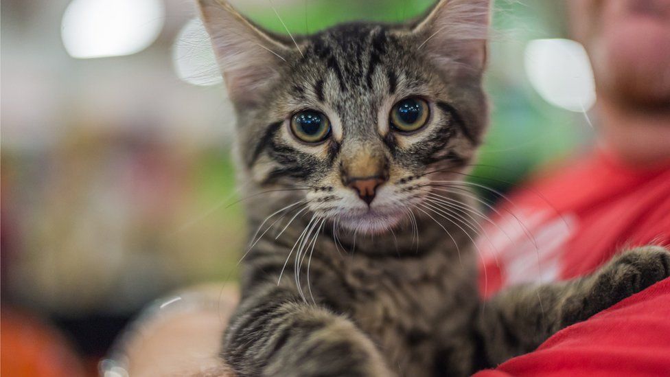 Pet theft: Six percent of animals reported stolen recovered - BBC News