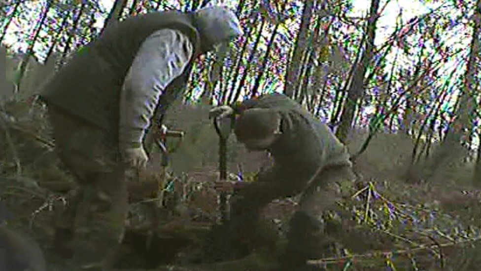 Ymchwil cudd: Hela moch daear 'mor boblogaidd ag erioed' - BBC Cymru Fyw