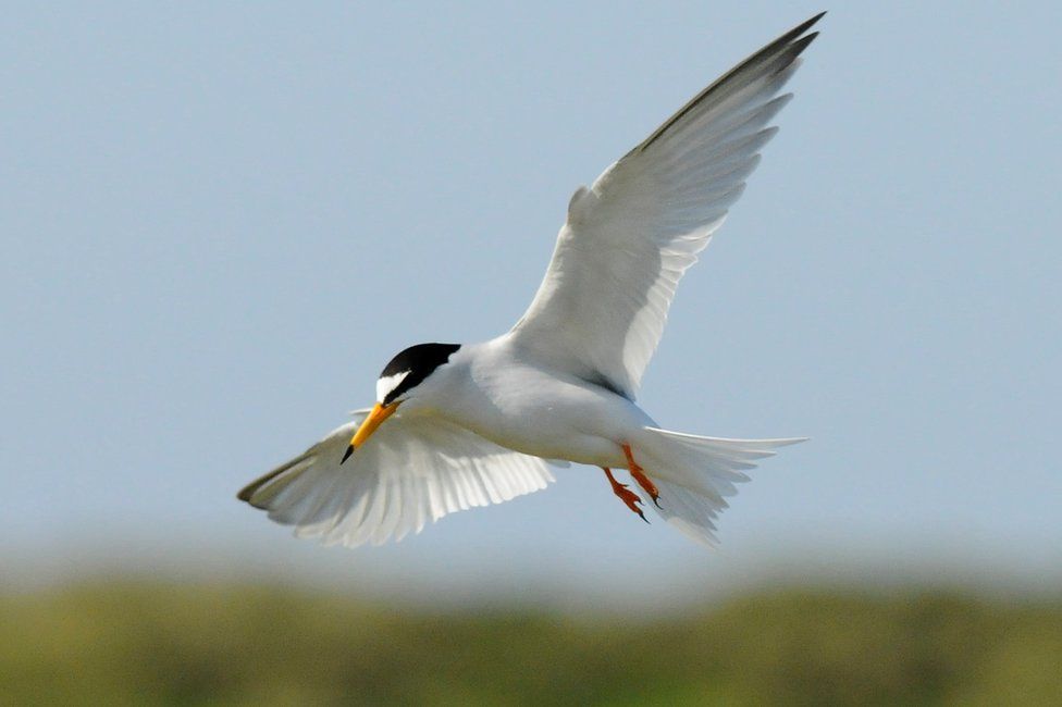 Isles offer hope to little terns, say RSPB Scotland - BBC News