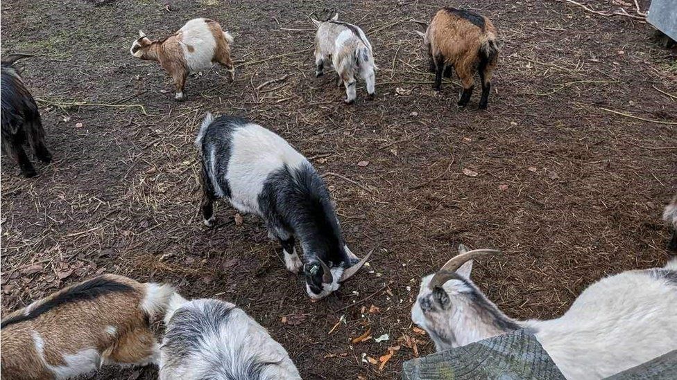 Urban farm in Bucknall reopens despite fire setbacks - BBC News