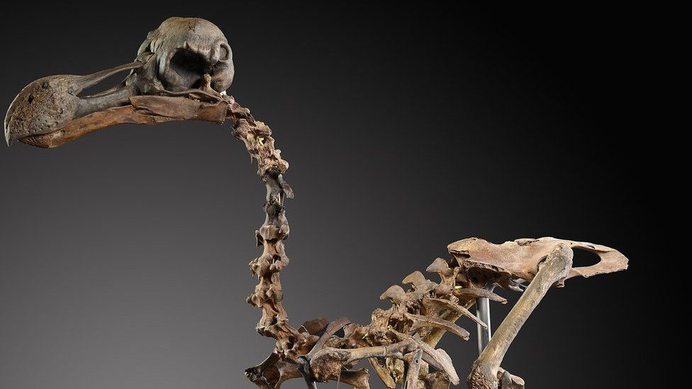 Dodo skeleton sells for £280,000 at auction - BBC News