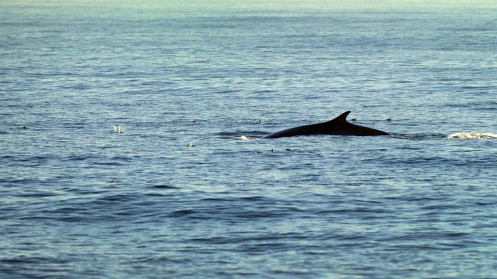 Endangered fin whales spotted from Isle of Man coast - BBC News