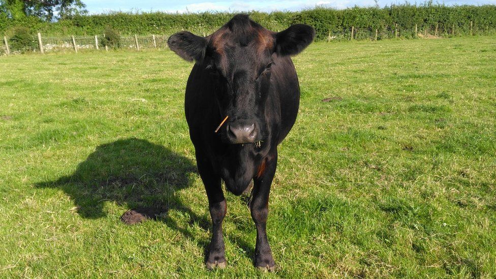 Cow shot in face with dart in Llanfairpwll, Anglesey - BBC News