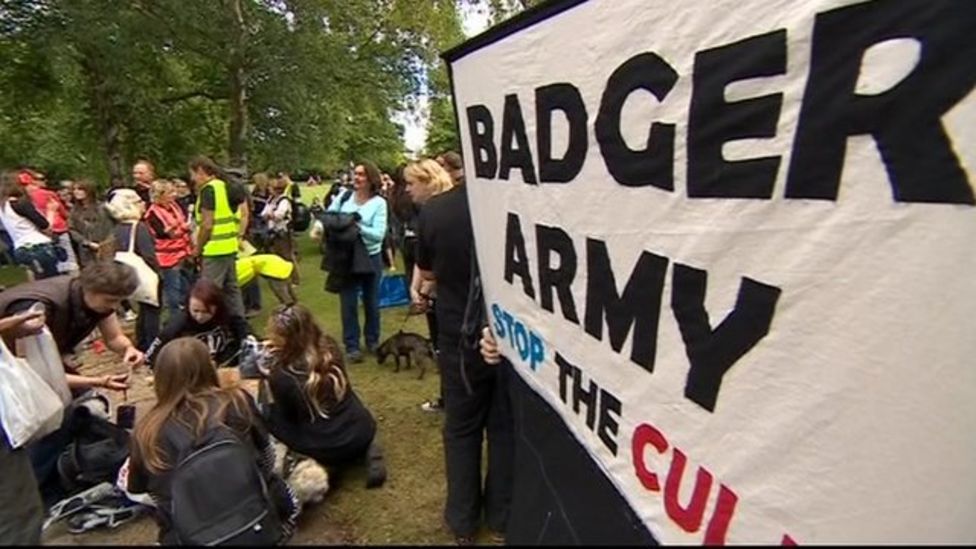 Hundreds attend Taunton anti-badger cull protest march - BBC News