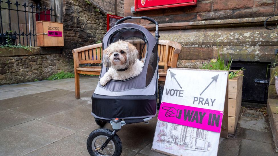 General election 2024: Check out these dogs at polling stations - BBC ...