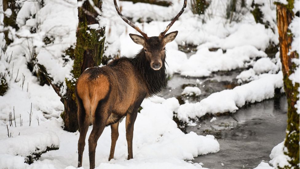 Mouse-deer not seen for 30 years photographed in Vietnam - BBC Newsround