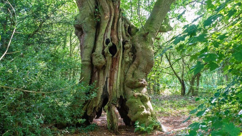 Pontypool Old Sweet Chestnut is Wales' Tree of the Year 2019 - BBC News