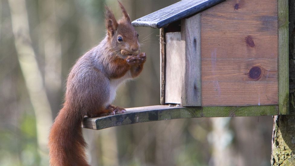 Red squirrels: Tree felling alarm at one of last north Wales sites ...