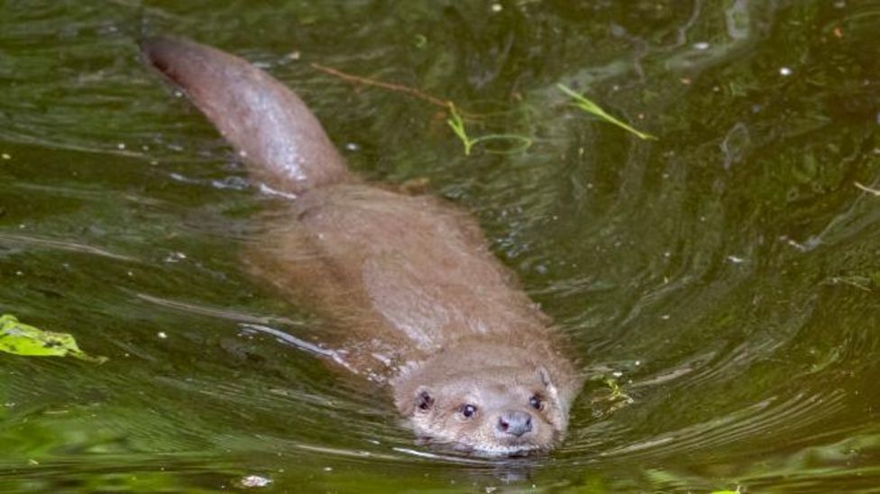 Otter death on Loch Ken prompts police investigation - BBC News