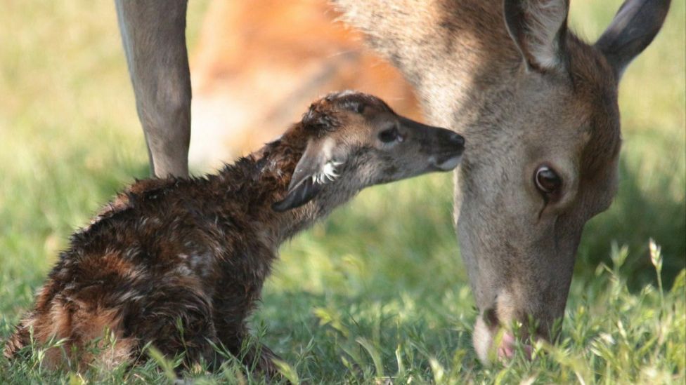 Royal Parks: London's baby deer protected by extra volunteers - BBC News