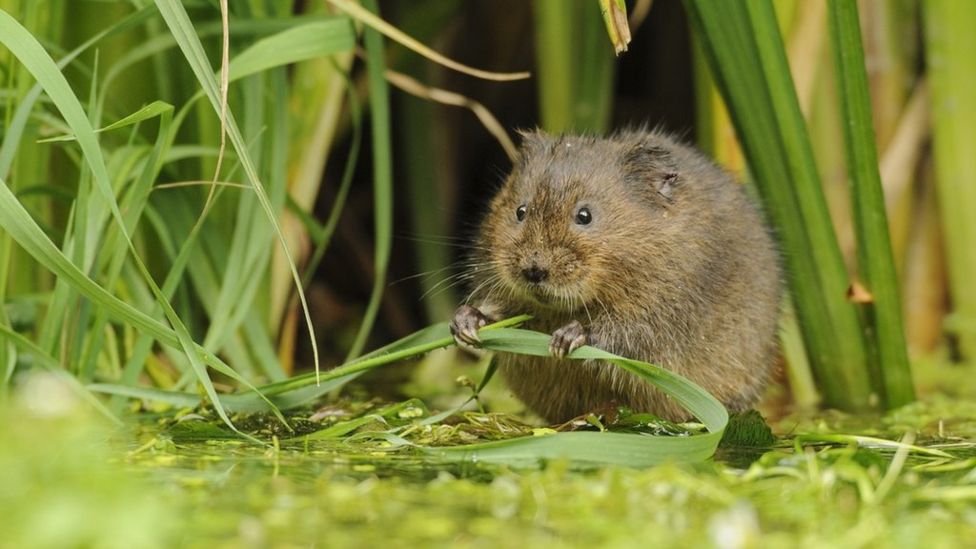 Hertfordshire: Water voles thrive along River Ver after reintroduction ...
