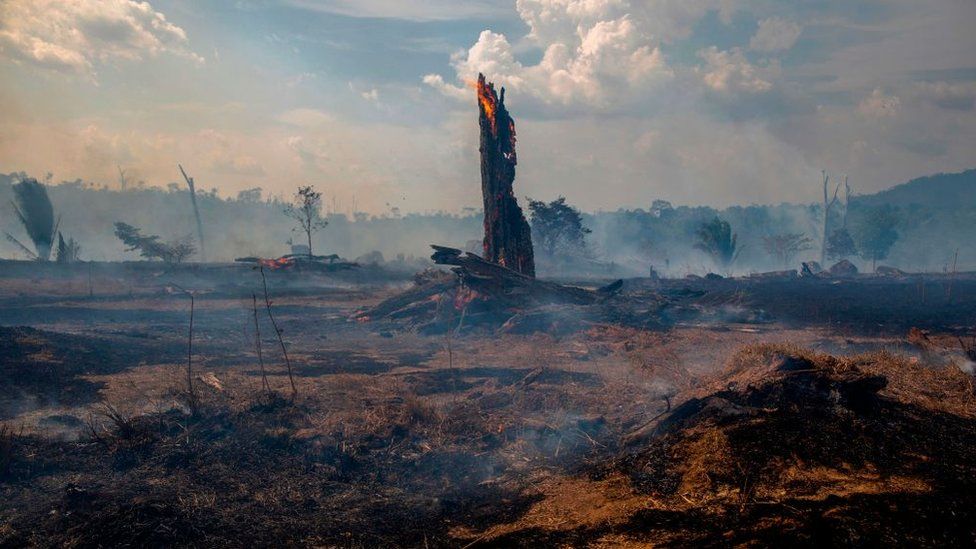 Global warming: Amazon rainforest could face tipping point, scientists ...