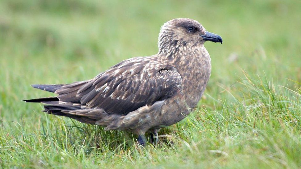 Concern at reduced bird numbers in wake of avian flu outbreak - BBC News