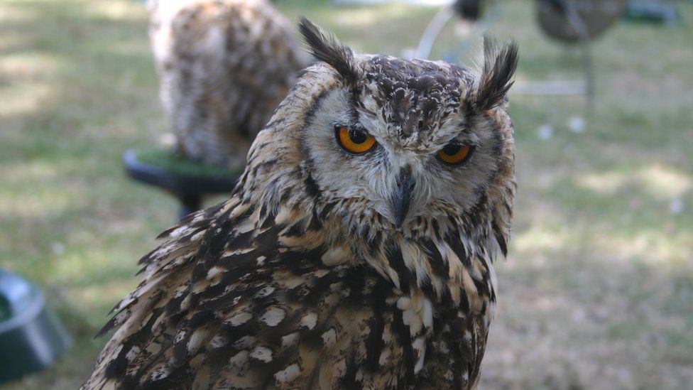 Shelley's eagle-owl spotted for first time in 150 years - BBC Newsround