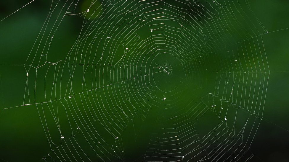 Check out these pictures of a rediscovered spider! - BBC Newsround