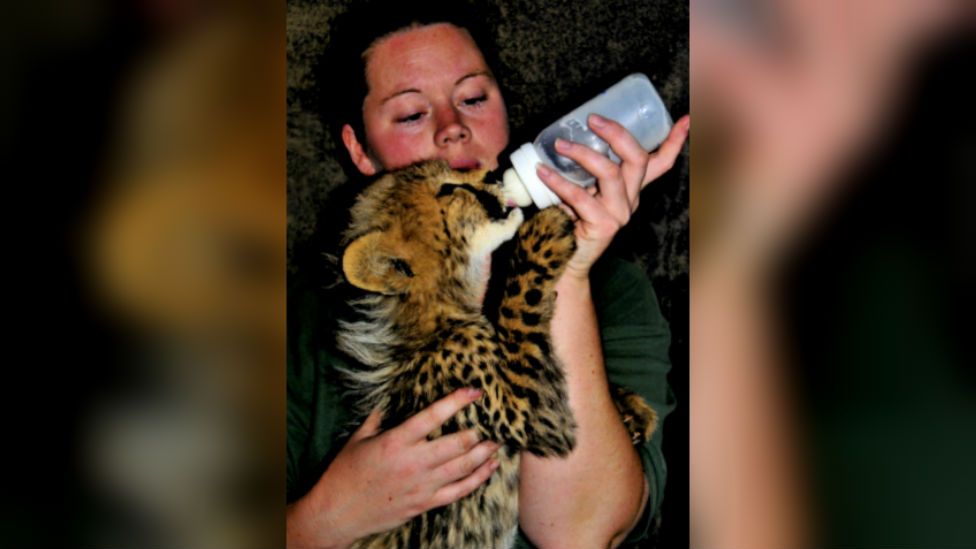 Hamerton Zoo tiger death: Inspection safety concerns 'had been met ...