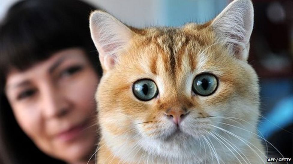 Why cat clips rule the internet - BBC Newsround