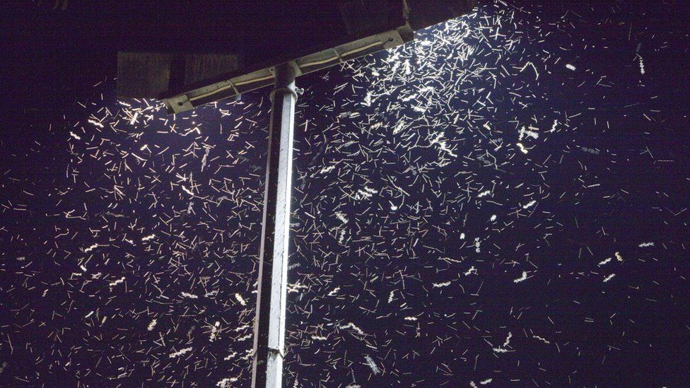 Light pollution: Why do moths react to lights? - BBC Newsround