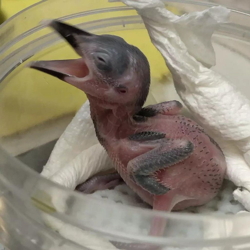 London Zoo: Sihek chick is a 'beacon of hope' for species - BBC News