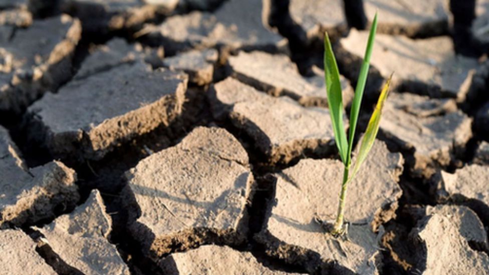 German climate change law violates rights, court rules - BBC News