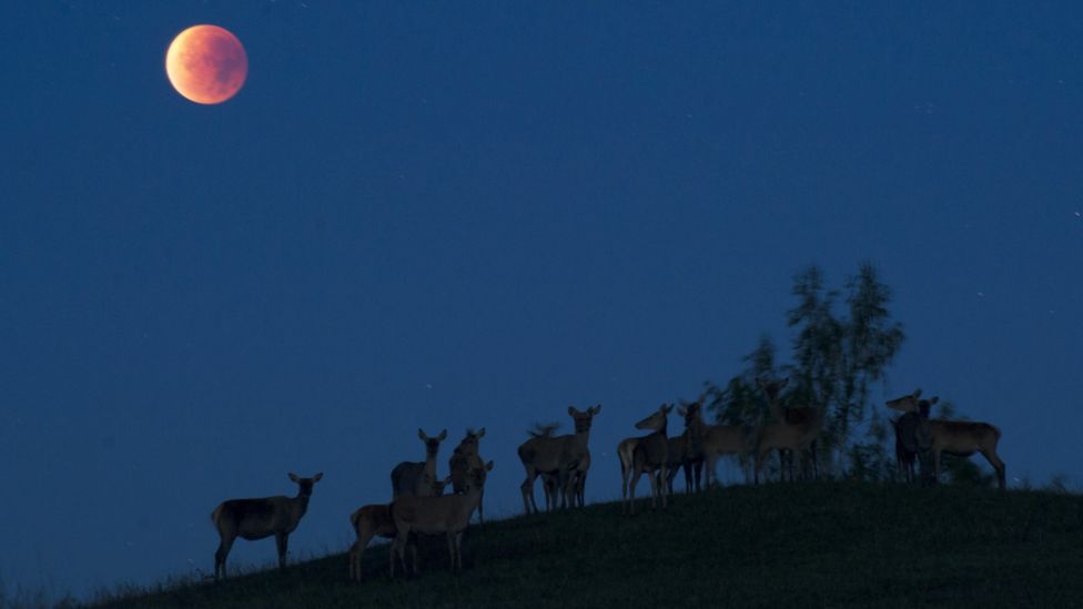 How to see biggest supermoon in almost 70 years - BBC Newsround
