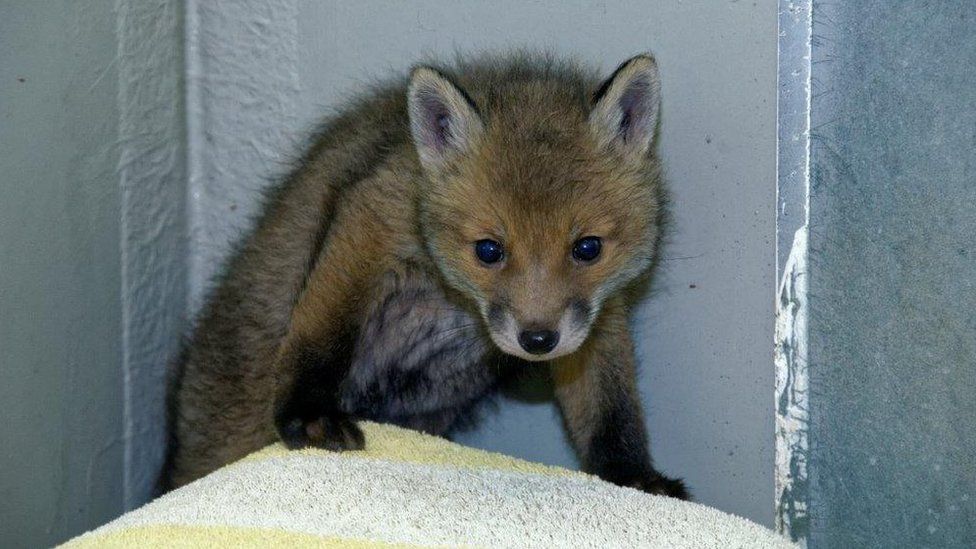 Fox cub rescued from gearbox of car in Aberdeen by AA man - BBC News