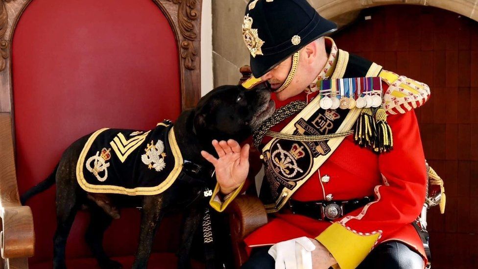 Burton upon Trent: Funeral held for regiment's dog - BBC News
