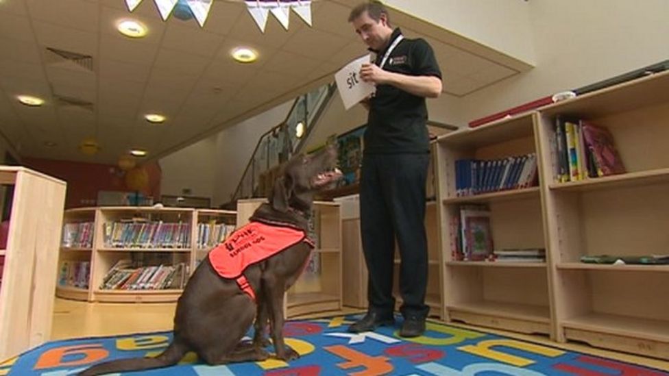 Every school 'needs dog as stress-buster' - BBC News
