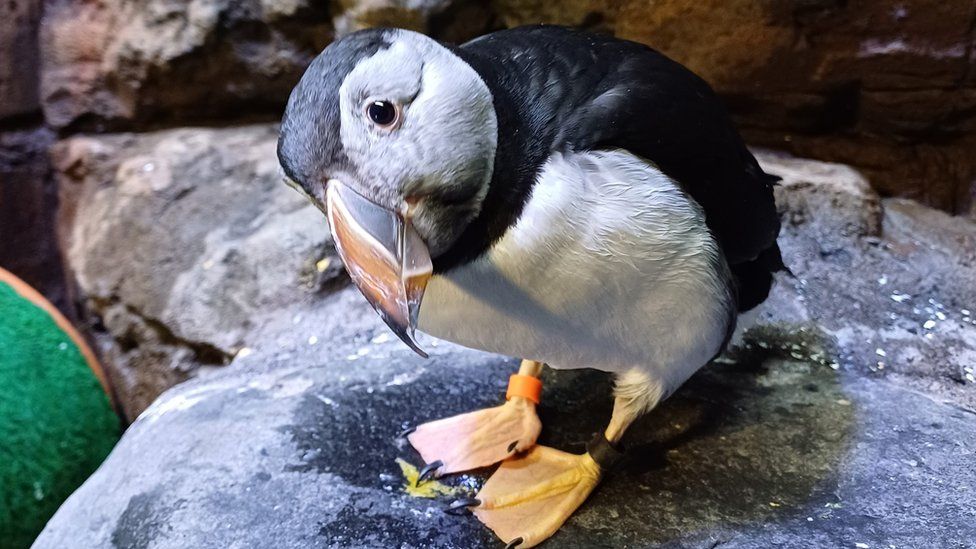 'Charming' puffins welcomed to Cornish Seal Sanctuary - BBC News