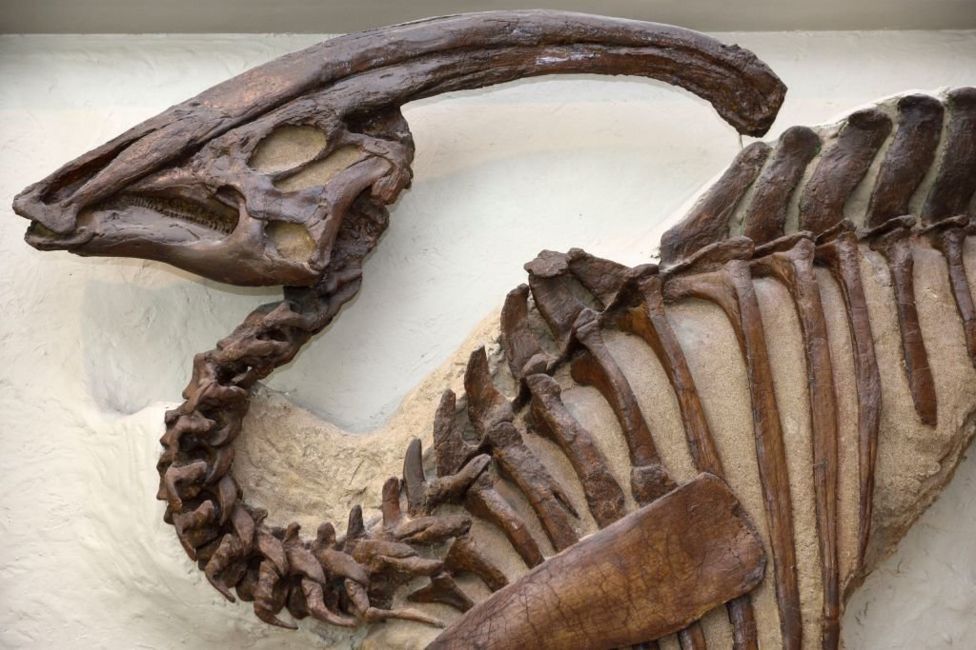 Rare dinosaur bones found by 12-year-old boy - BBC Newsround