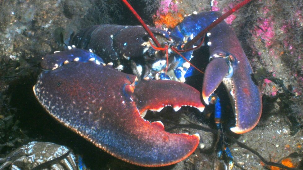 Your pictures of Scotland: 26 May - 2 June - BBC News