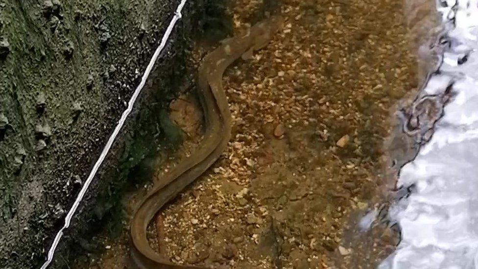 Kennet and Pang eels survey highlights river barriers - BBC News