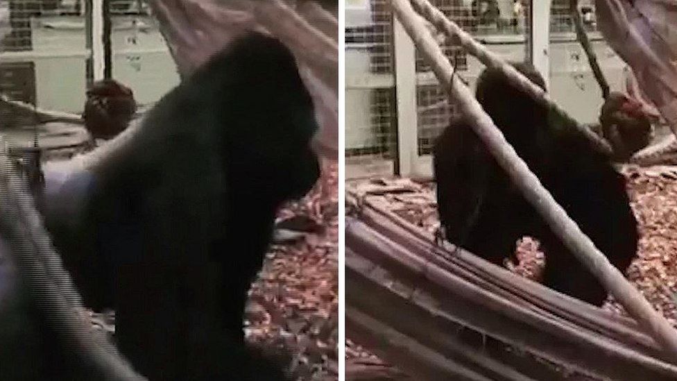 London Zoo gorilla escape: Born Free wants 'urgent inquiry' - BBC News
