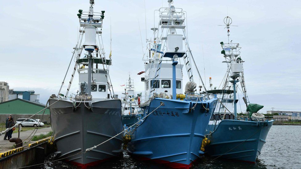 Japan starts commercial whale hunting again after 30 years - BBC Newsround