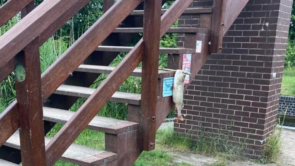 Appeal after decapitated rabbits and speared fish found at park - BBC News