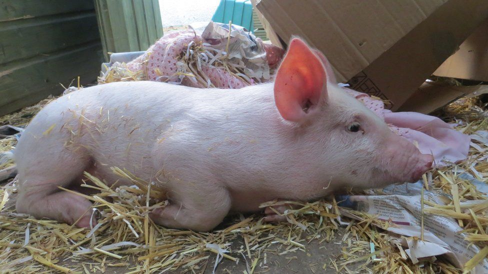 Escaped piglet caught on M90 in Dunfermline - BBC News