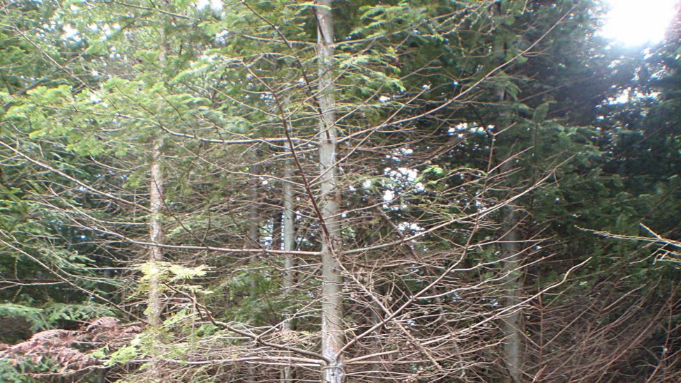 All larch trees to be felled in southern Scotland forests - BBC News