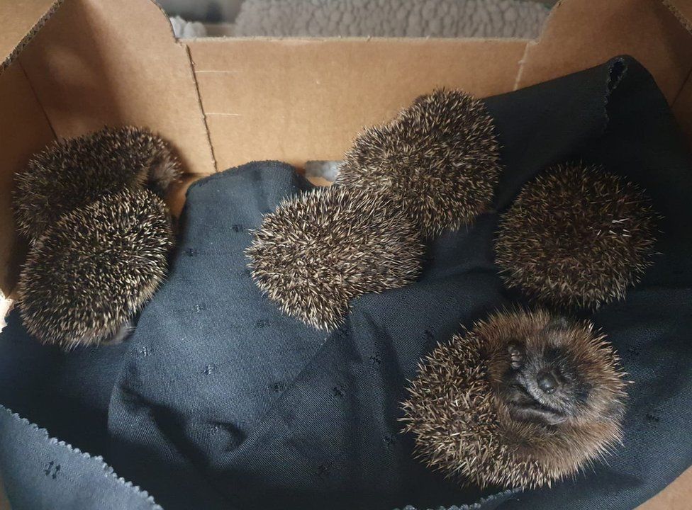 Chesterfield: Orphaned baby hedgehogs being nursed back to health - BBC ...