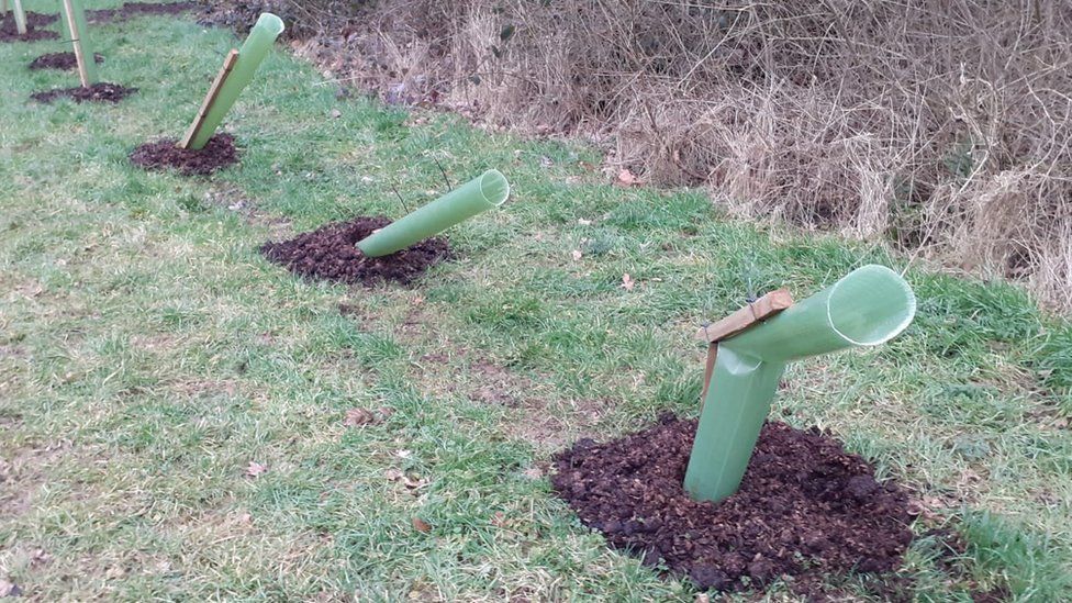 Harlow: Damaged trees a 'reckless act of vandalism' - BBC News