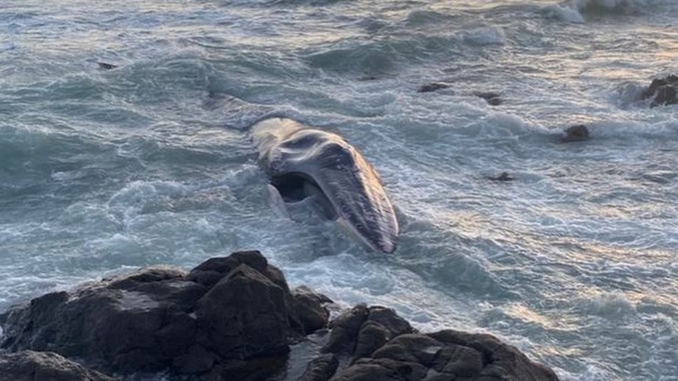 Whale stranded off Bridlington's South Beach dies - BBC News