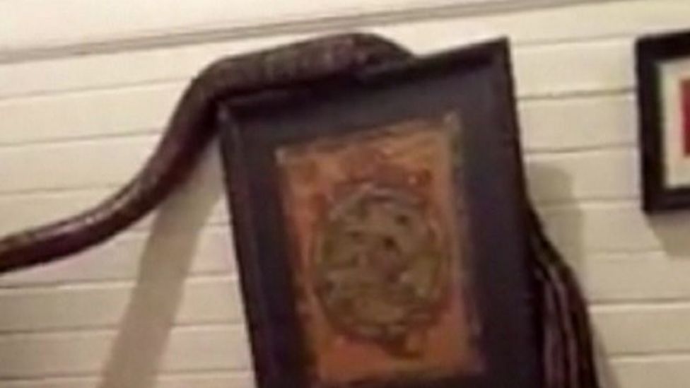 Six-foot python dumped in a Manchester city centre bin rehomed - BBC News